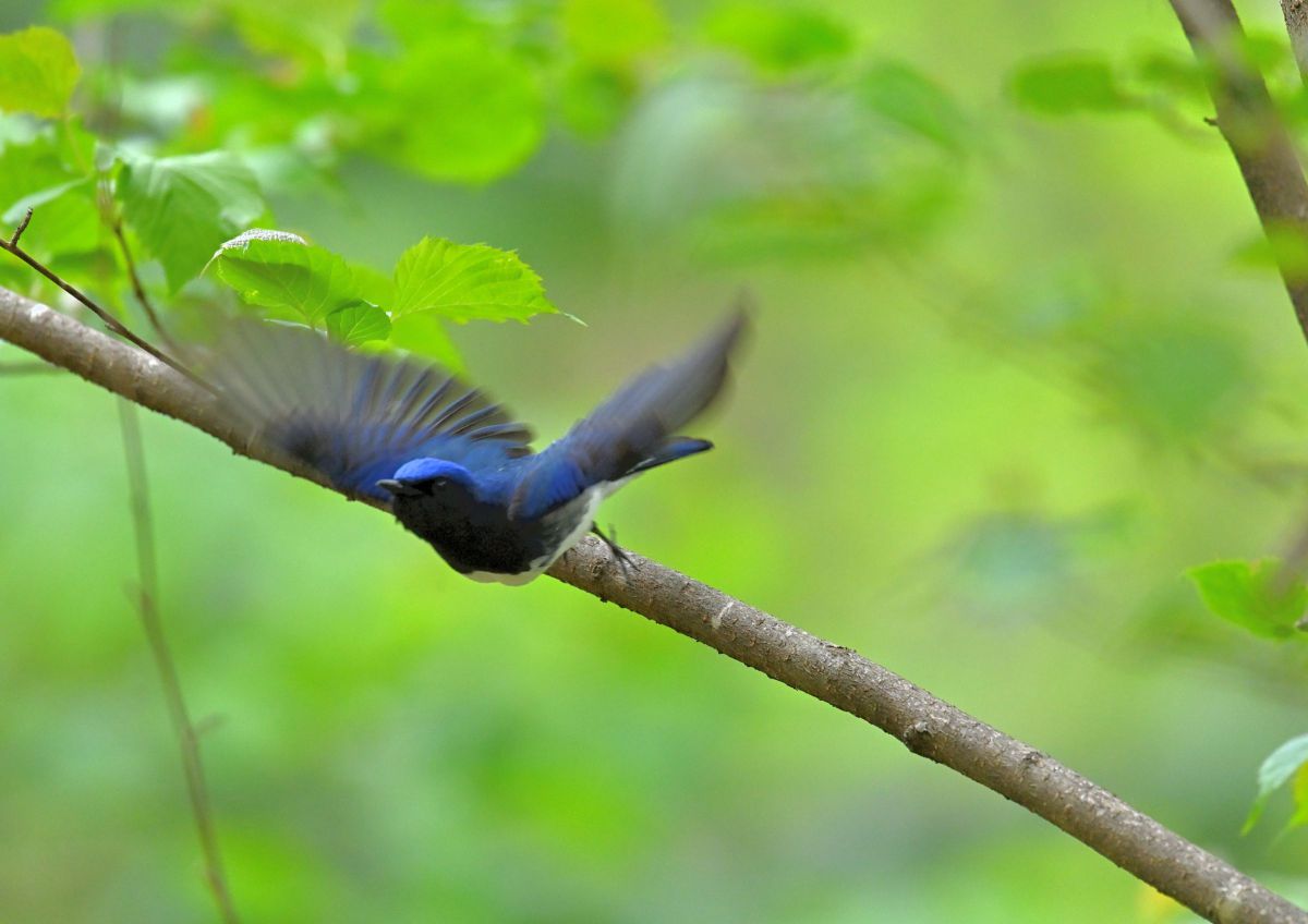 反射神経の訓練 | GANREF