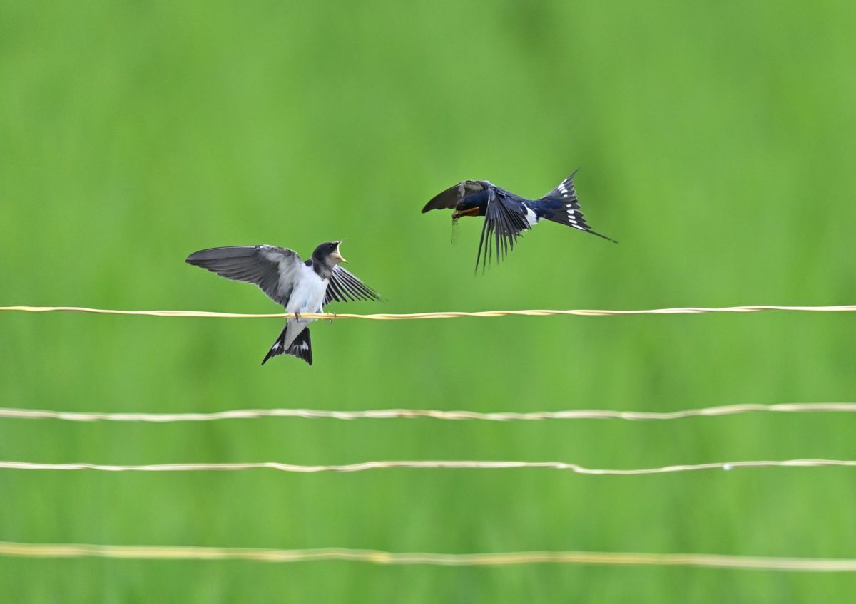 食欲旺盛 | GANREF