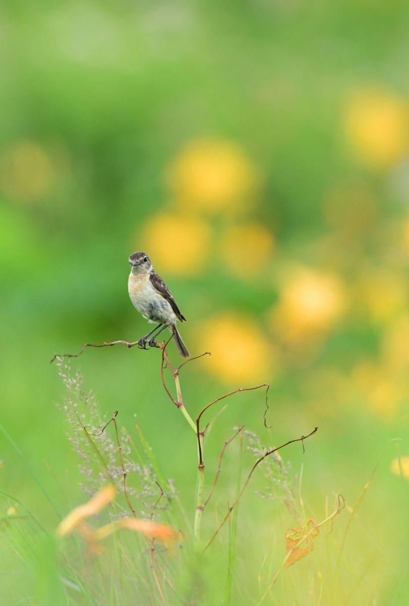 そろそろ見頃ですよ | GANREF