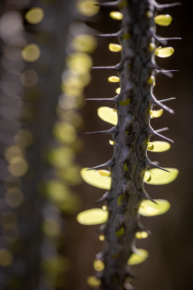 スカイフィッシュ2023 | GANREF