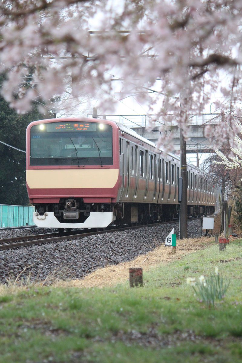 桜と一緒に赤電を！ | GANREF