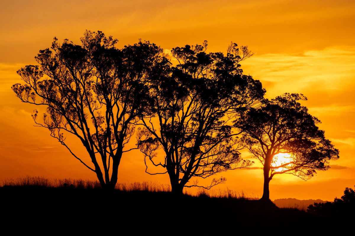 Sunset Trees | GANREF