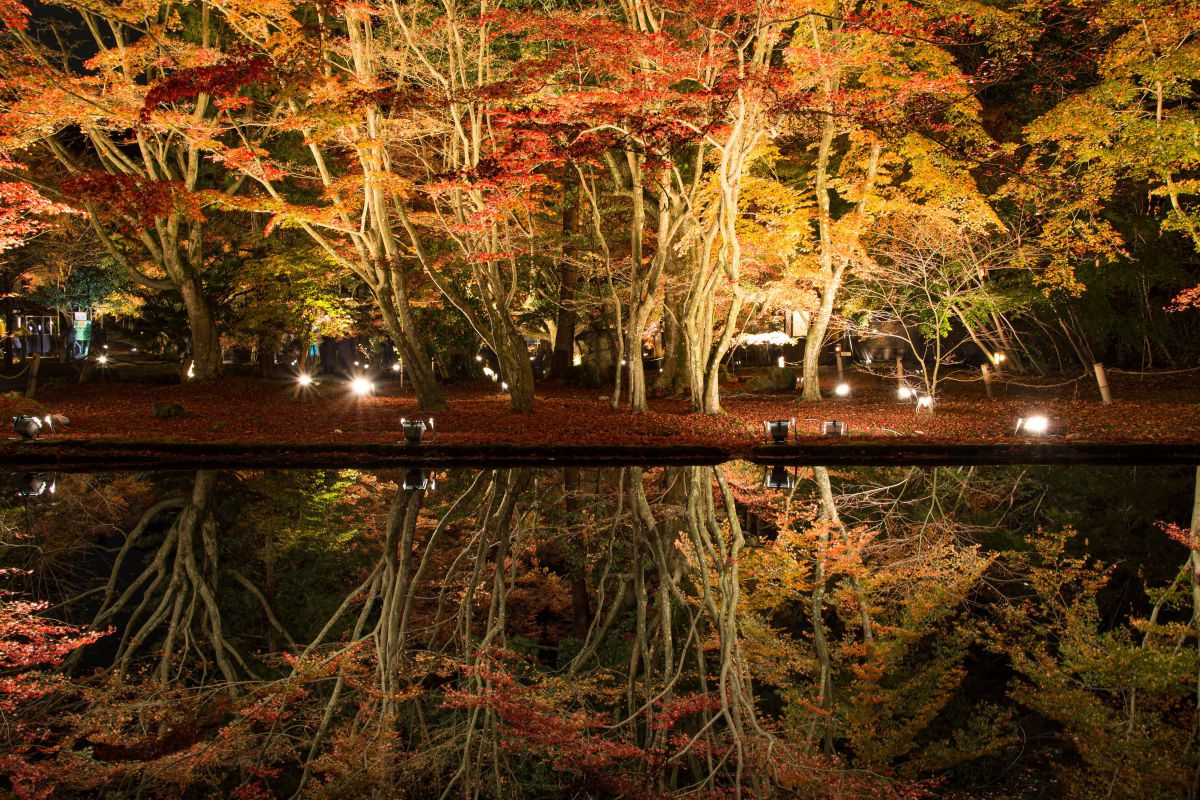 Vivid Reflexion | GANREF