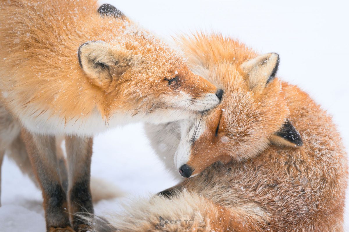 love^2 fox | GANREF