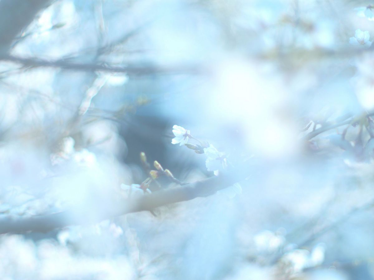 ブルーモーメント | GANREF