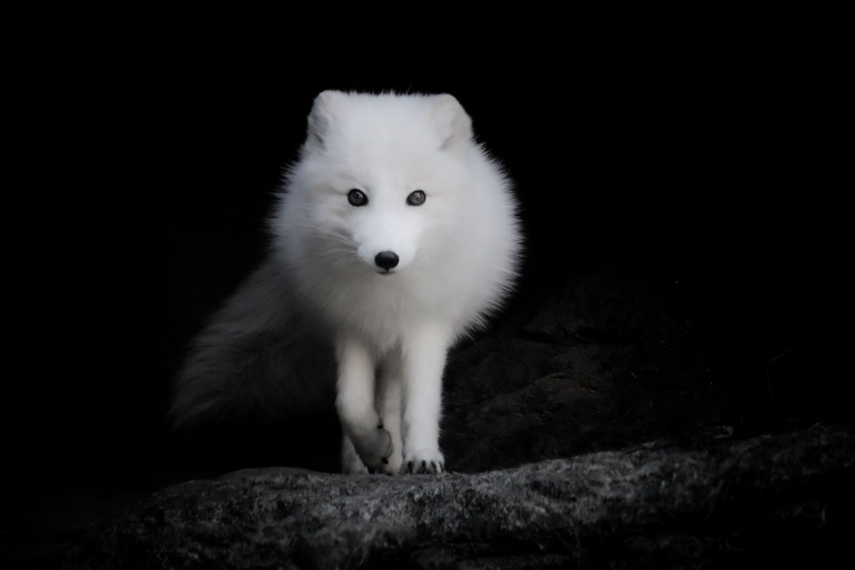 White Fox | GANREF