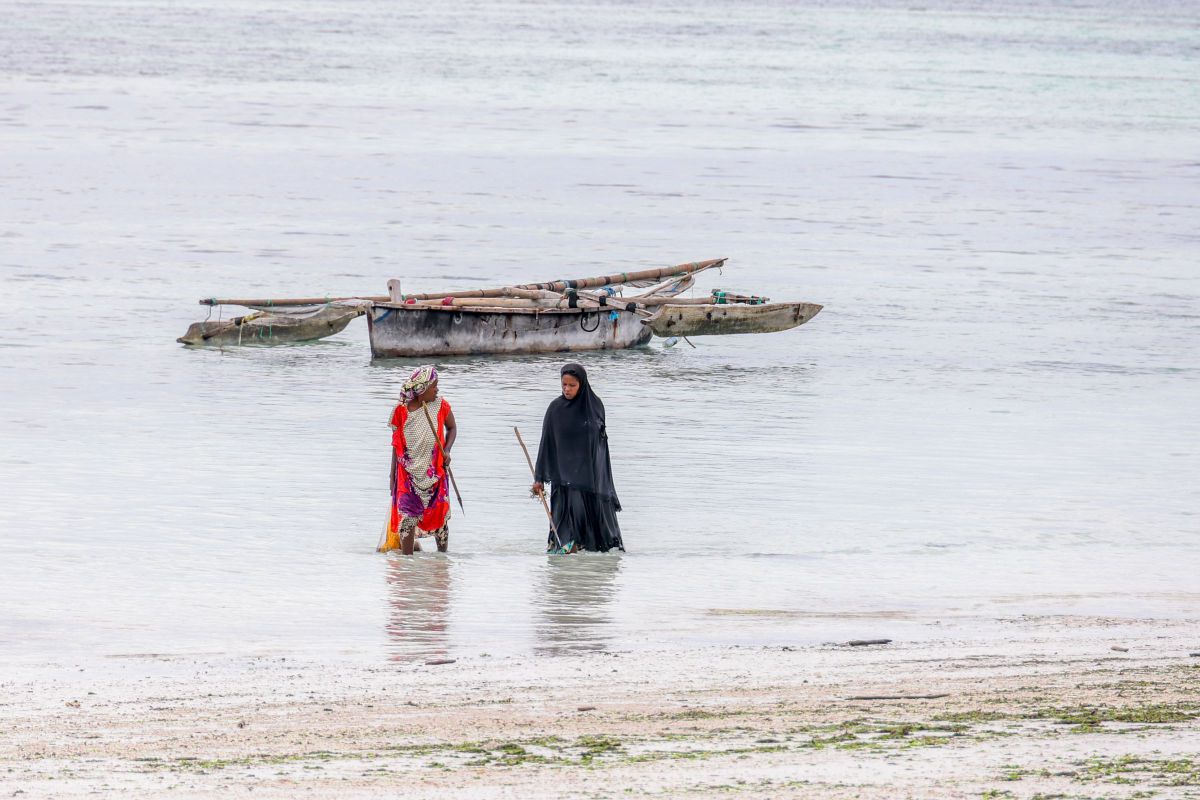 Exotic Island | GANREF