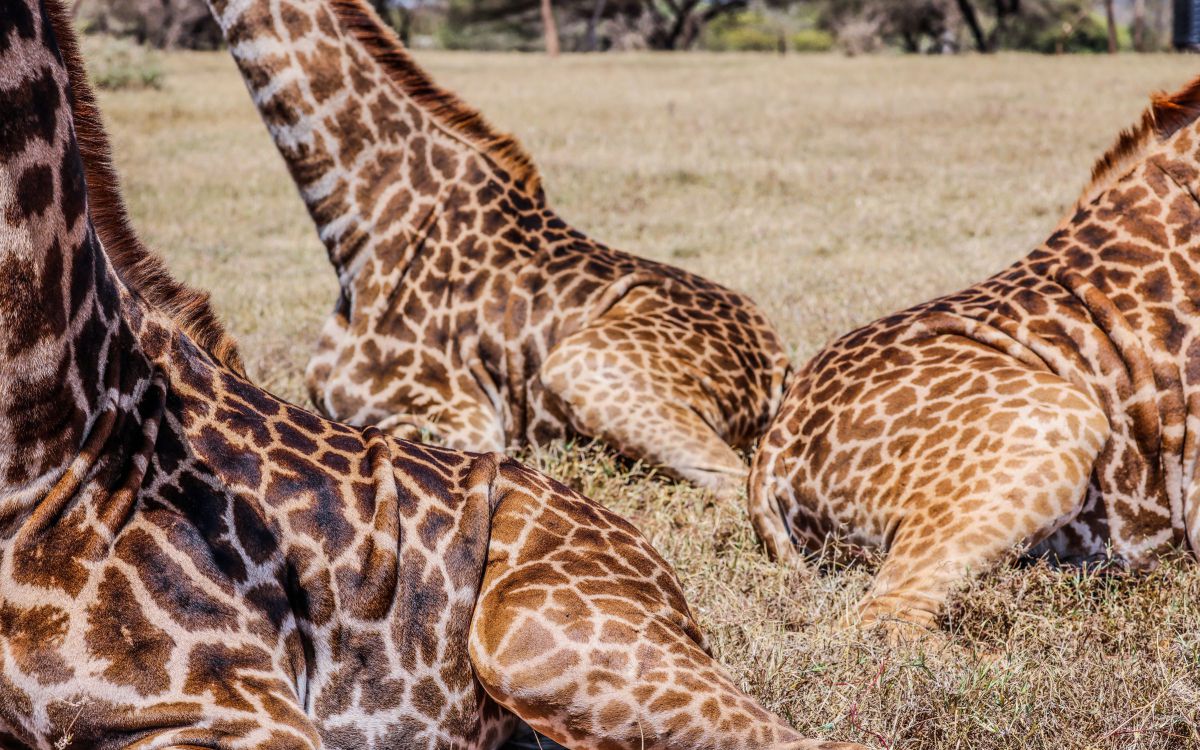 Giraffe pattern | GANREF