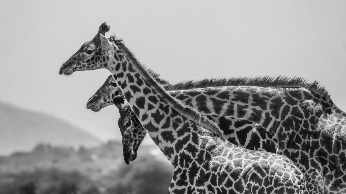 Family Pattern | GANREF