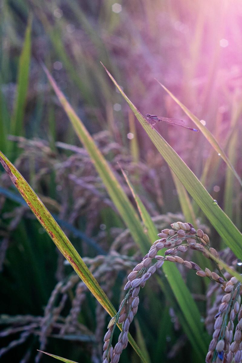 実りの朝 | GANREF