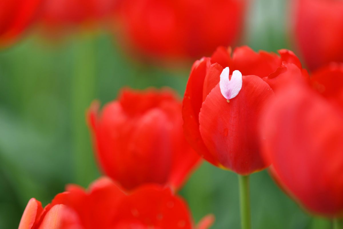 春のかけら | GANREF