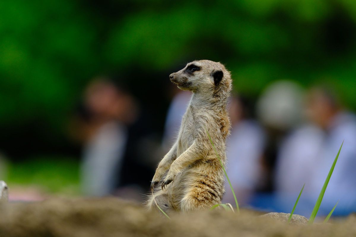 あっちなんかあるぞ！ | GANREF