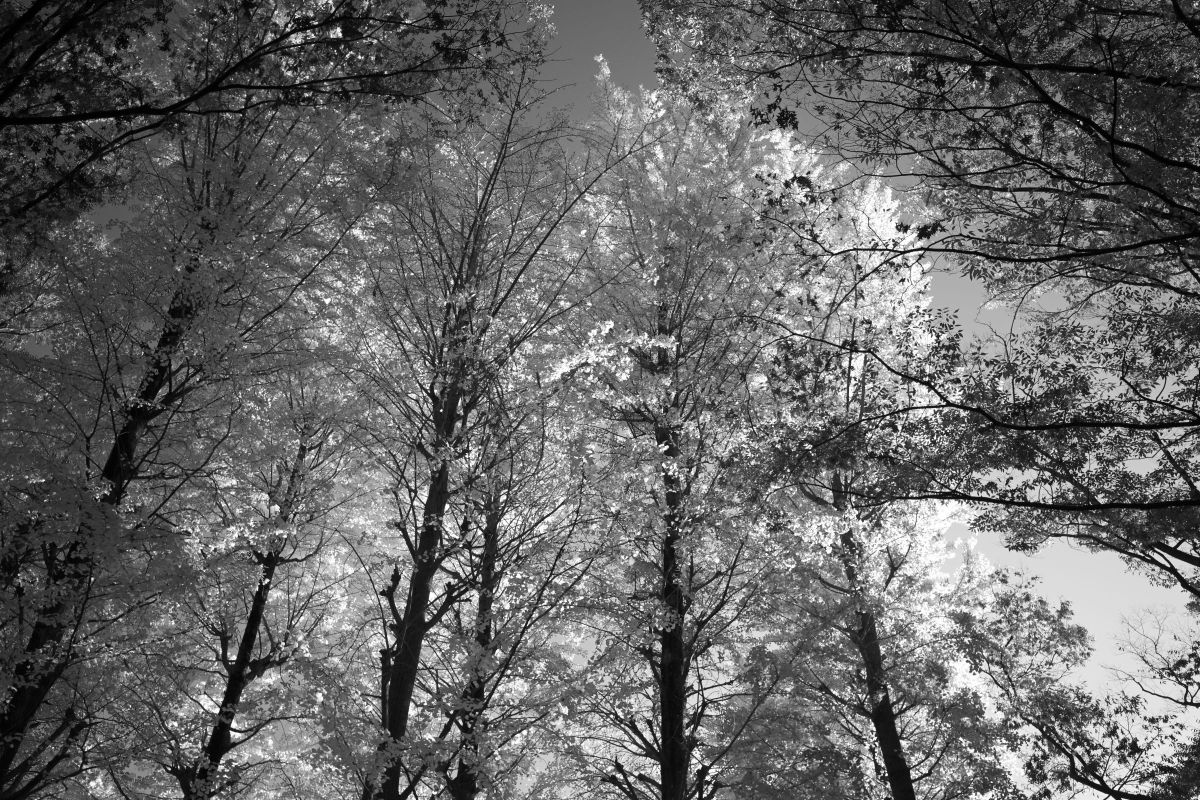 brilliant trees | GANREF