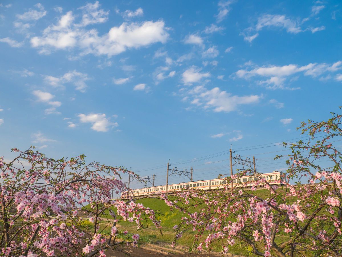 Flower-Train-2 | GANREF