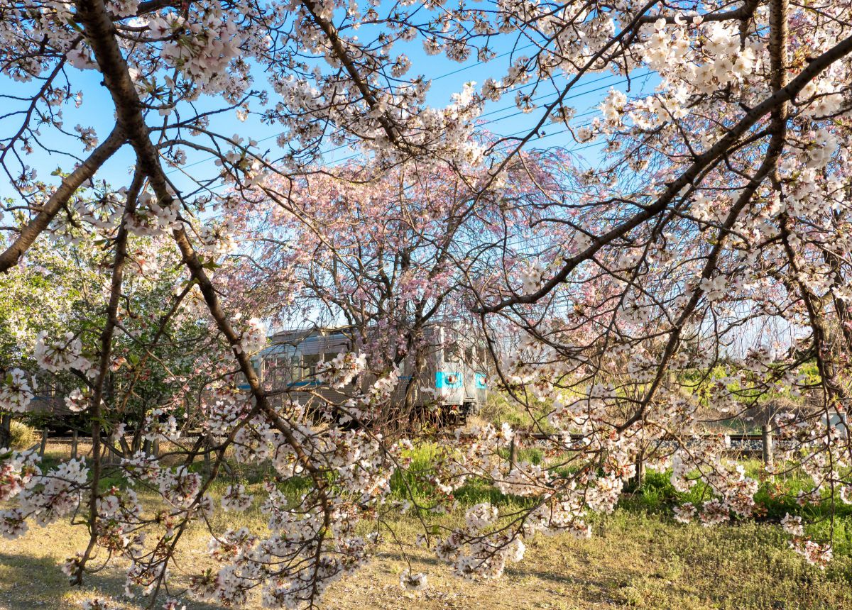 cherry blossom | GANREF