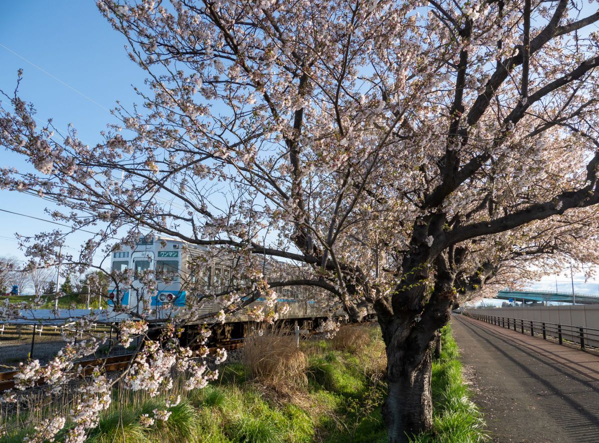 cherry blossom-2 | GANREF