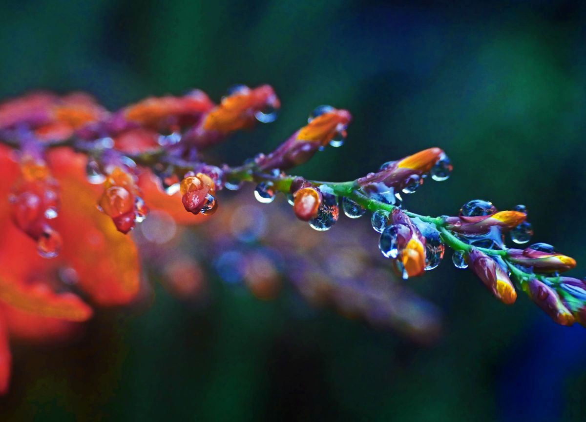 Gift from the rainjpg | GANREF