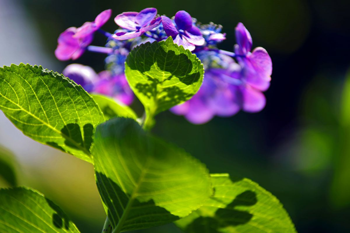 Flower Shadow | GANREF