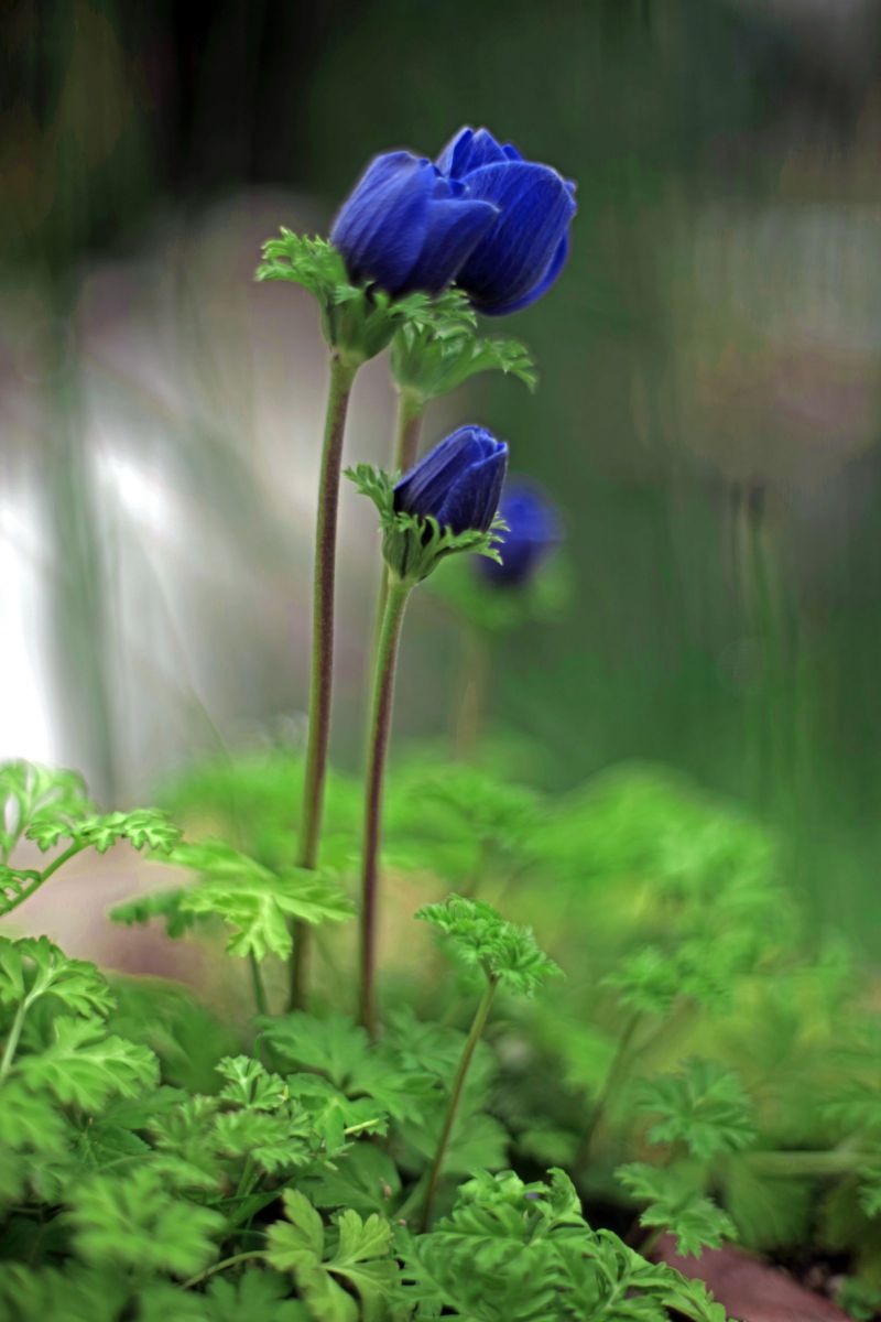 F1.2レンズで写してみましたⅡ | GANREF