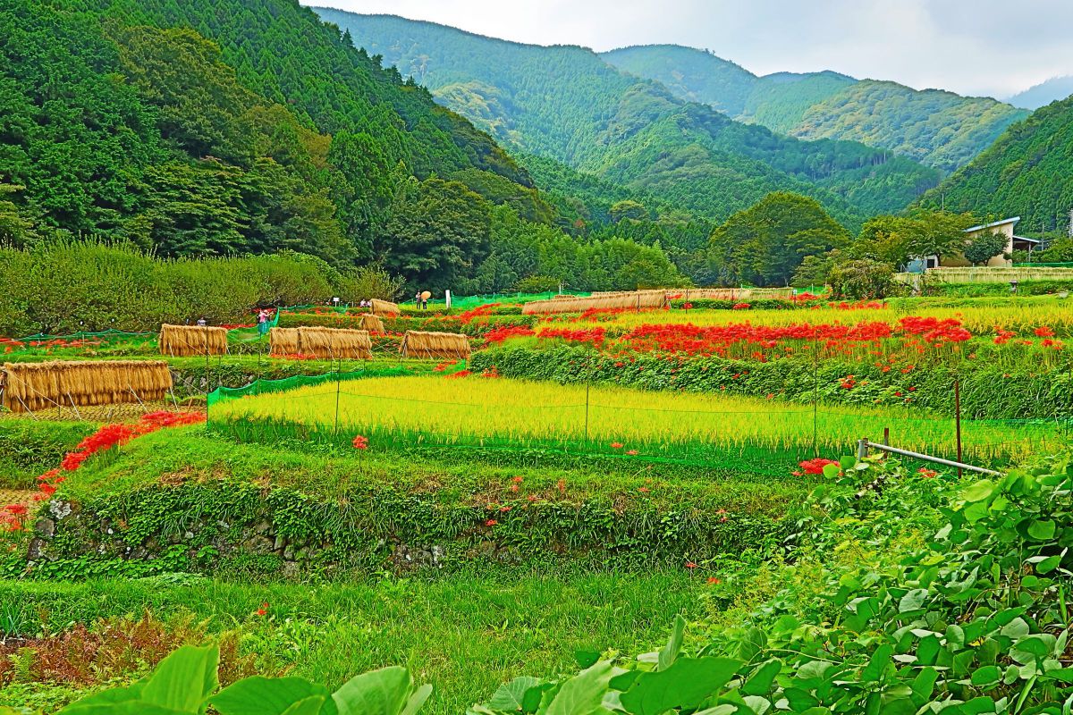 秋の風情を | GANREF