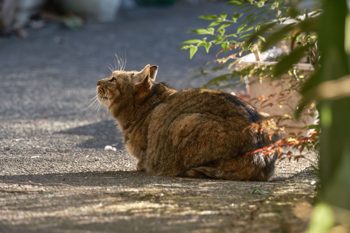 ごはんまち.jpg | GANREF