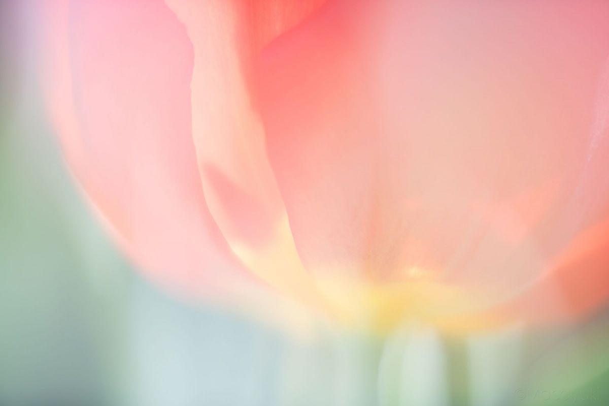 Soft and soft | GANREF