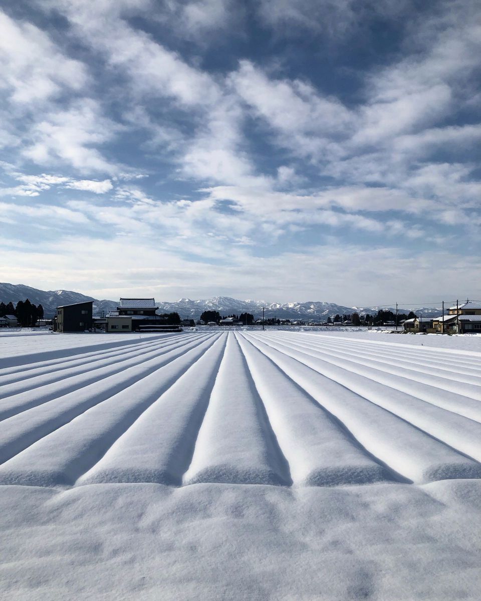 white stripes | GANREF