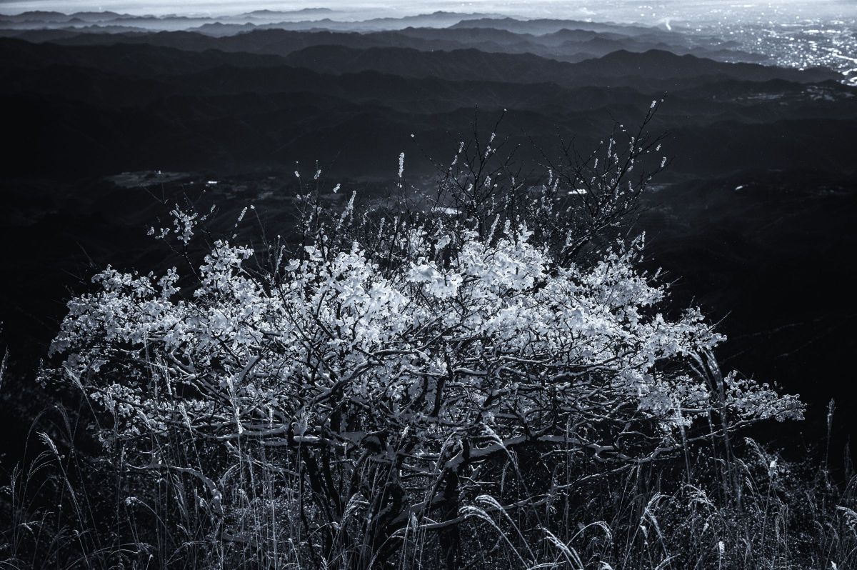 雪花満開 | GANREF