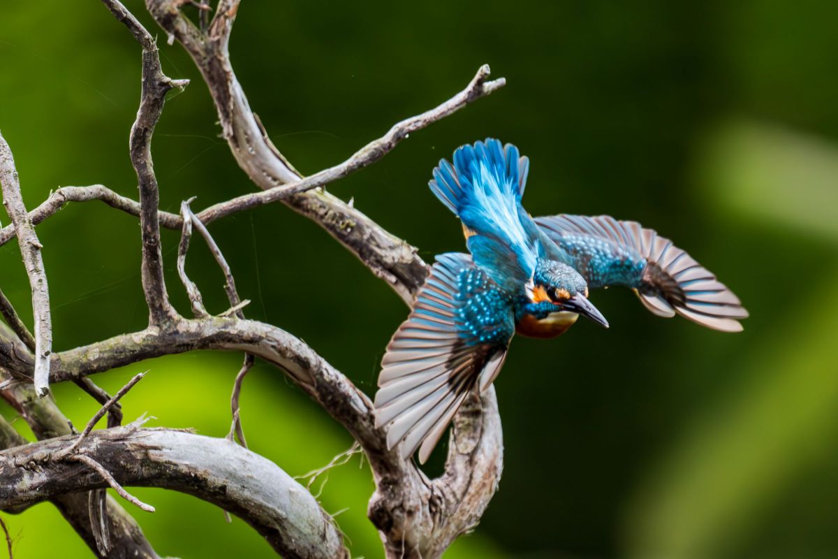 カワセミ 7 | GANREF