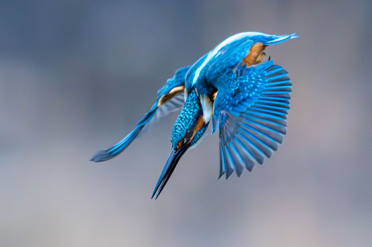 カワセミ2025-5 | GANREF