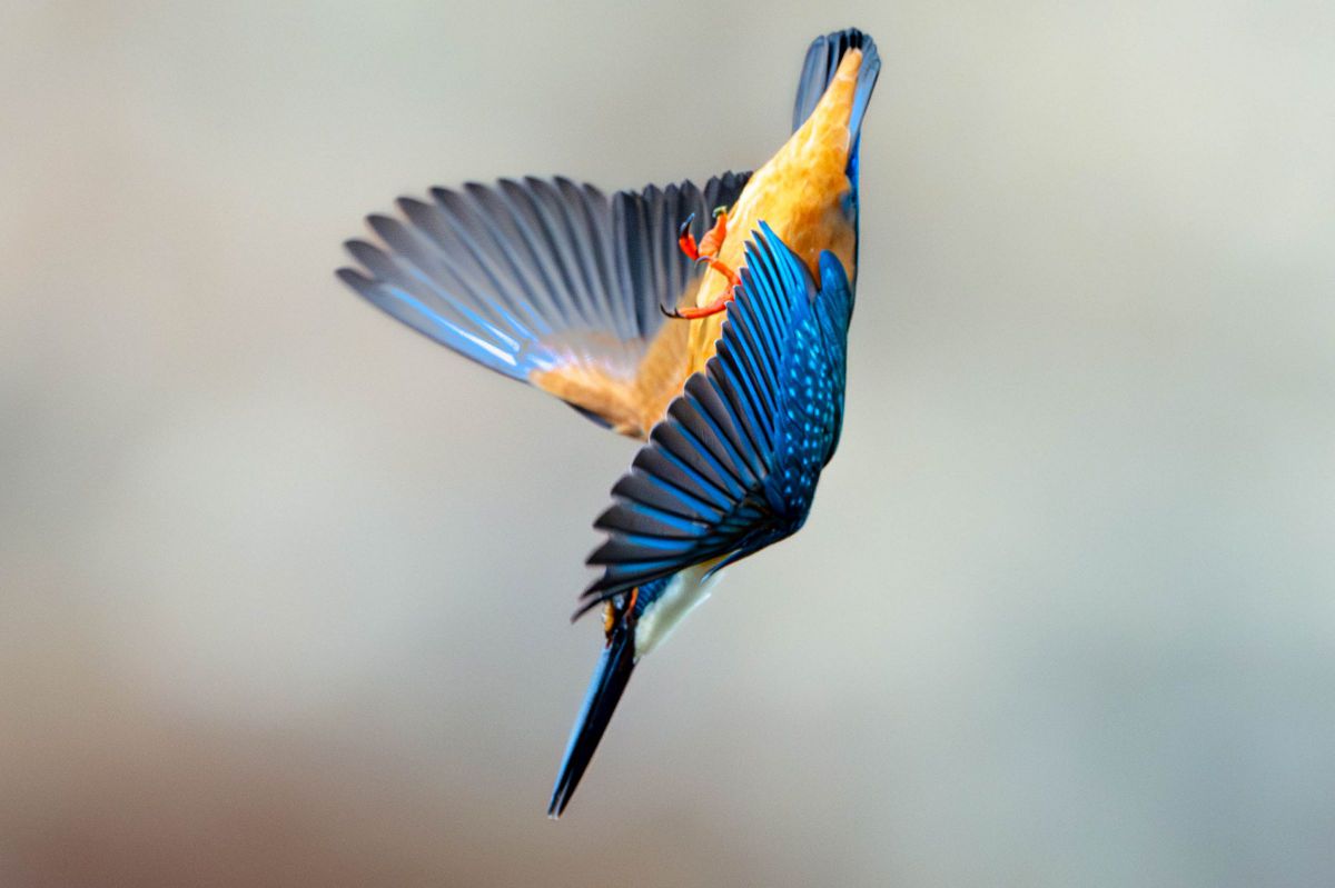 カワセミ2025-3 | GANREF