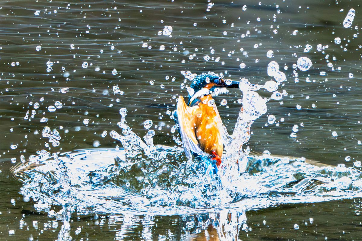 カワセミ2025-5 | GANREF