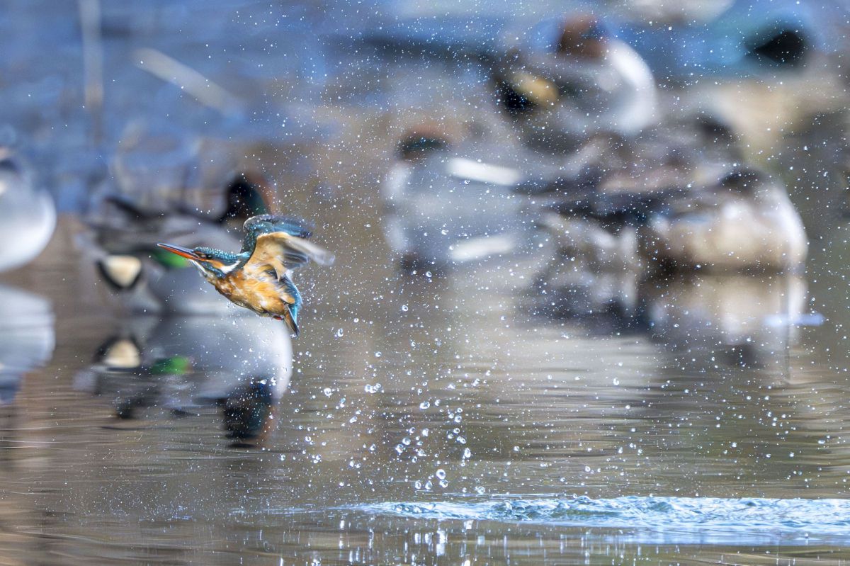 カワセミ2025-2 | GANREF