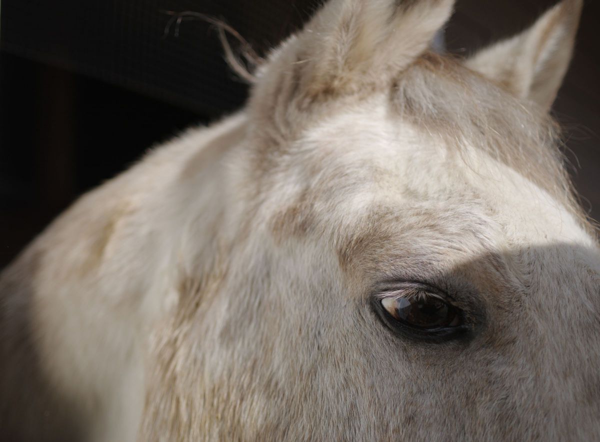 horse‐riding | GANREF