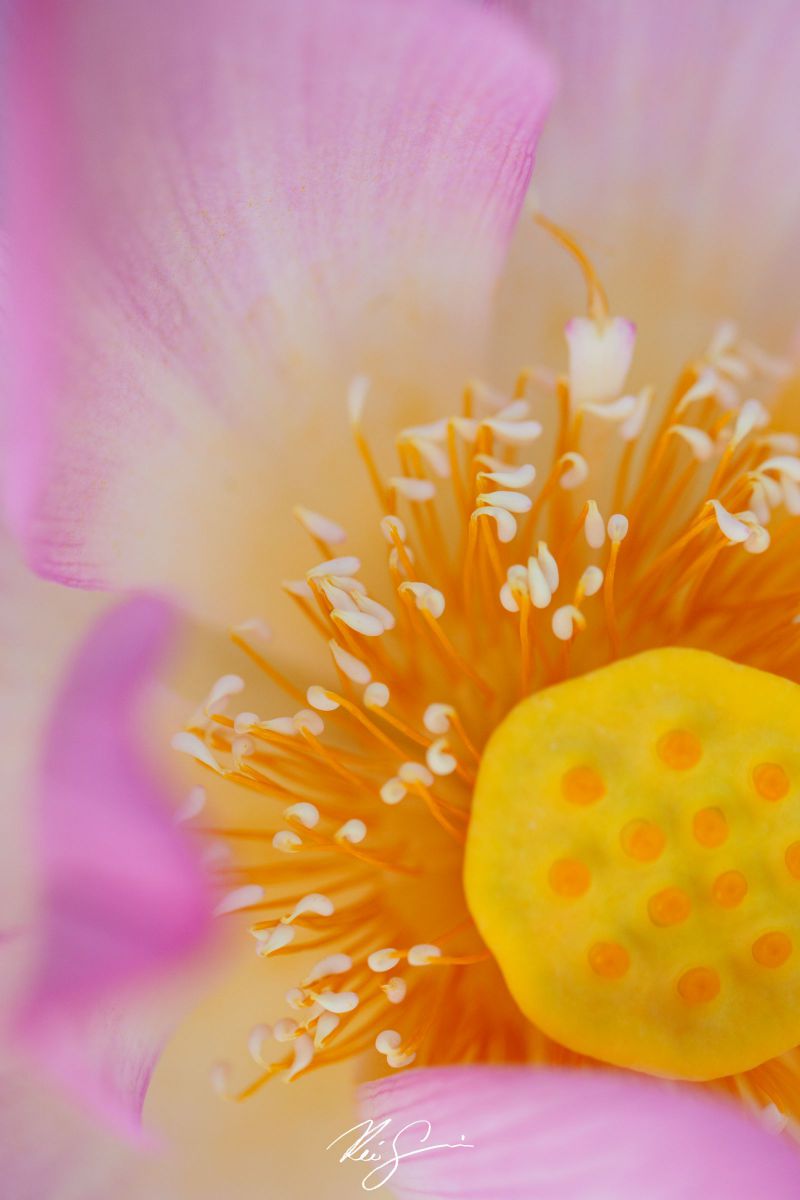 Lotus Smile | GANREF