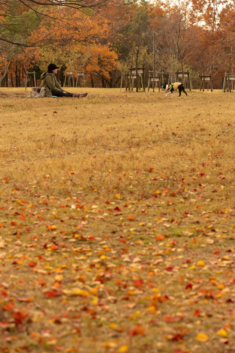 秋・舞い散る | GANREF