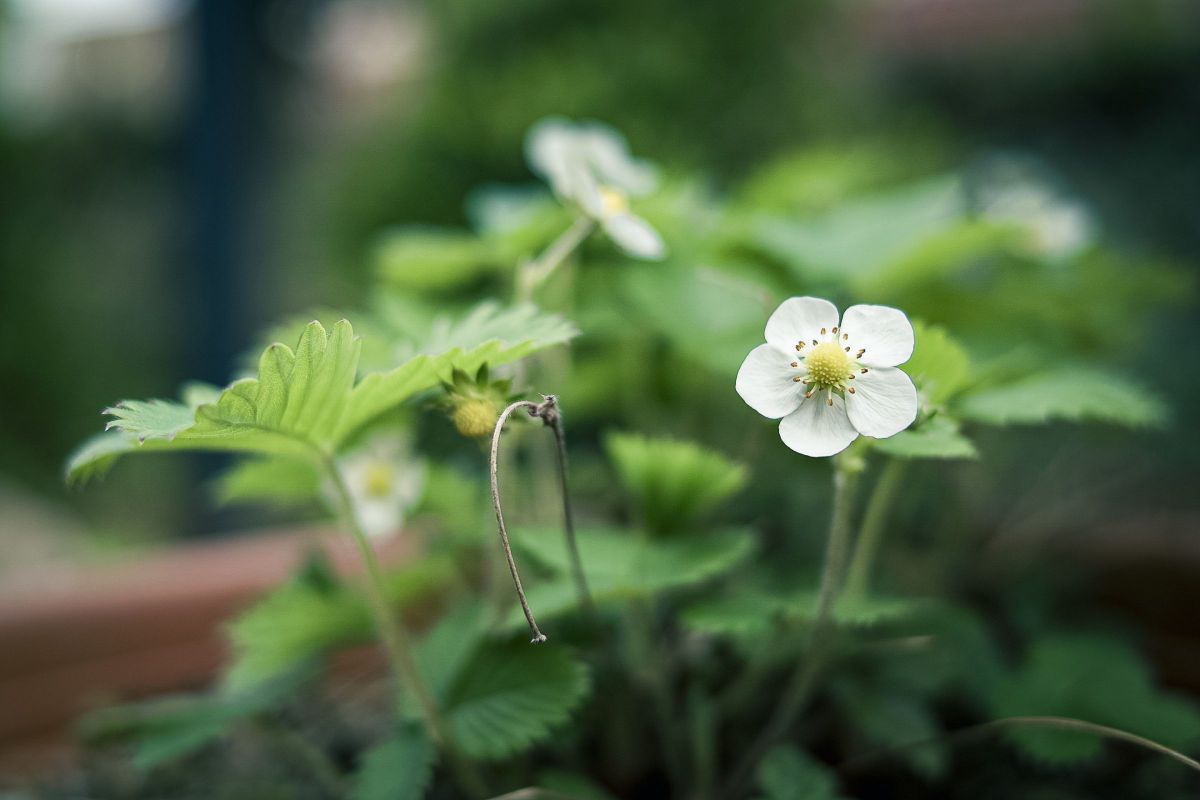 ワイルドストロベリー | GANREF