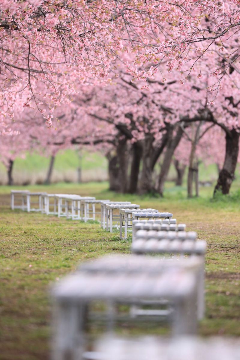 桜の散歩道 | GANREF