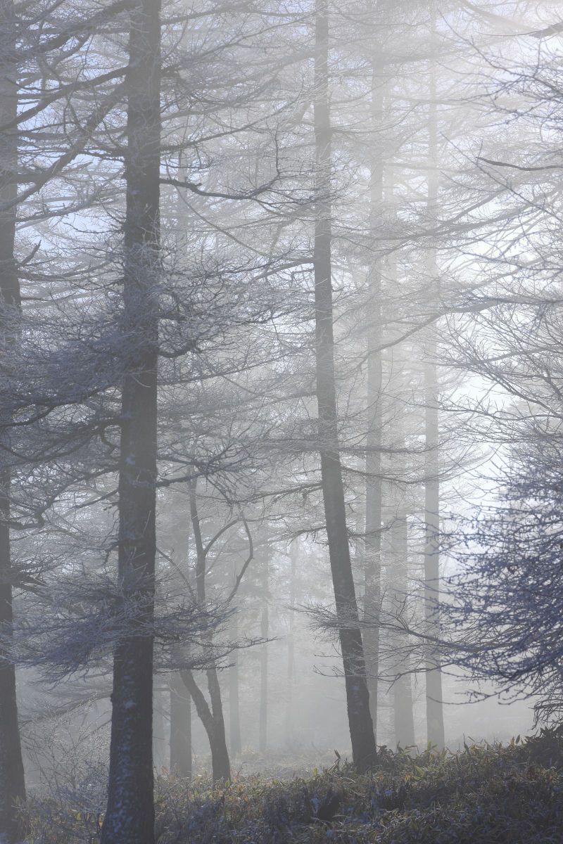 朝靄に包まれて | GANREF