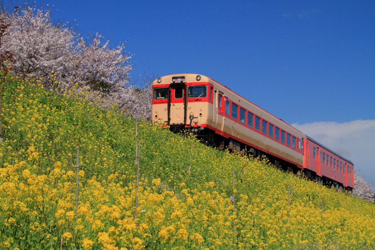 春真っ盛り | GANREF