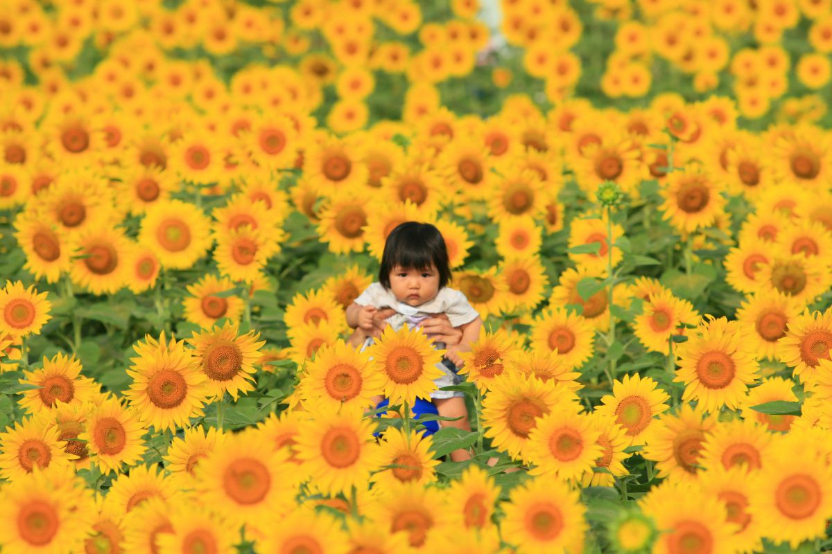 ひまわりいっぱい | GANREF