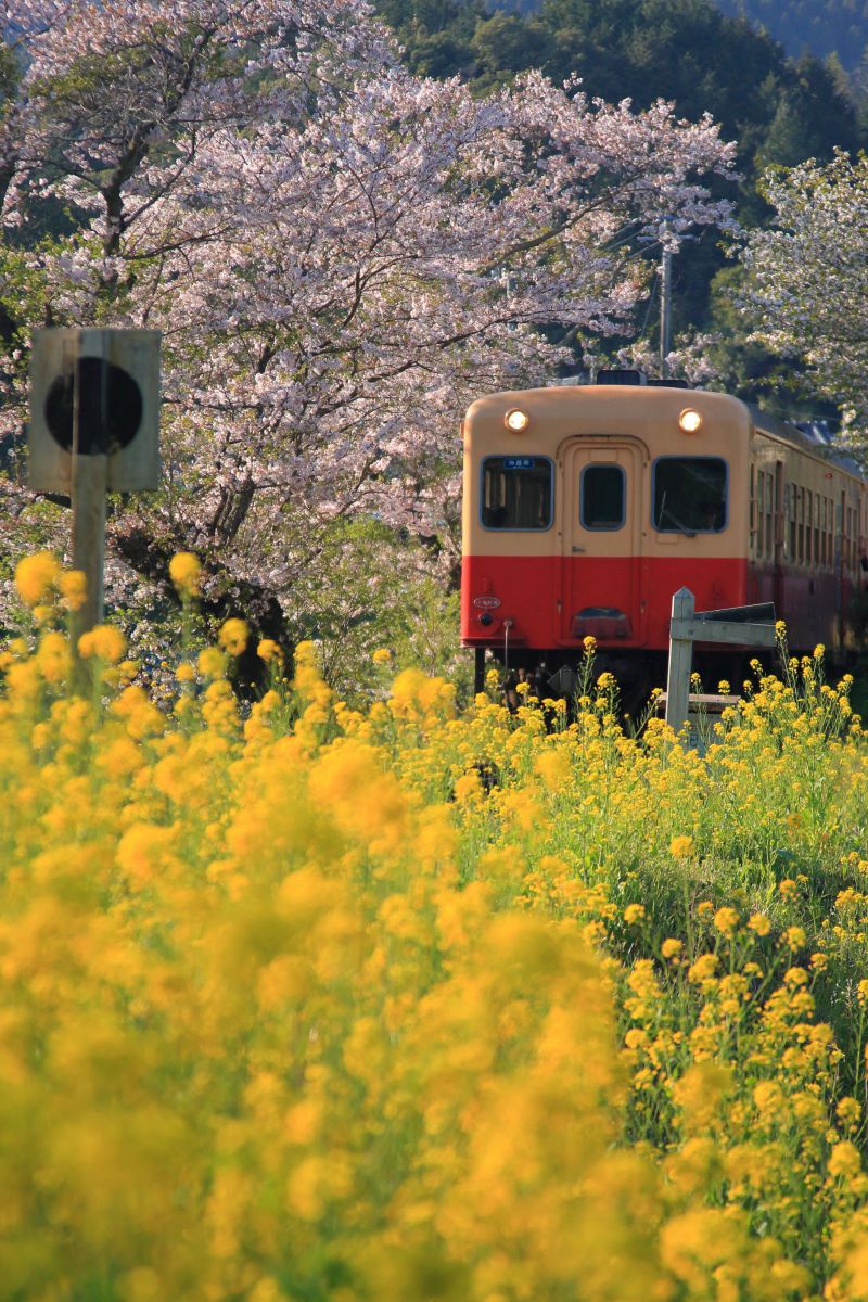 春真っ盛り | GANREF