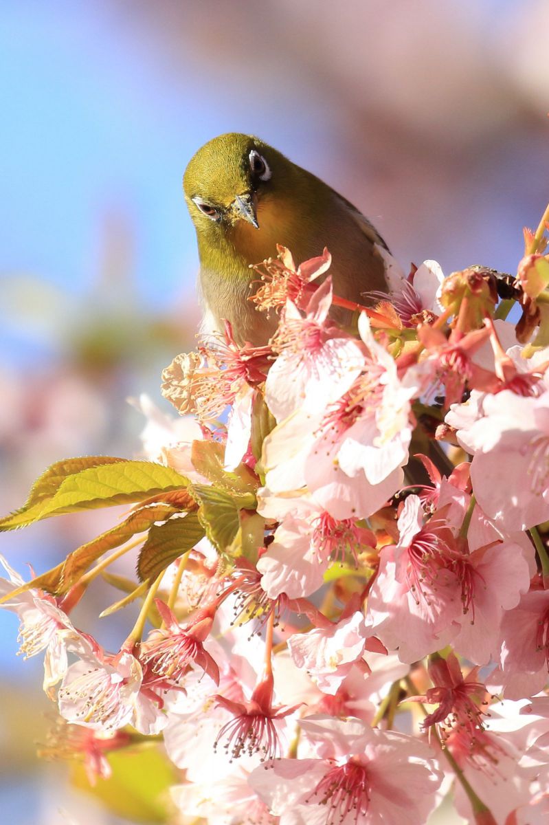 こんにちは | GANREF