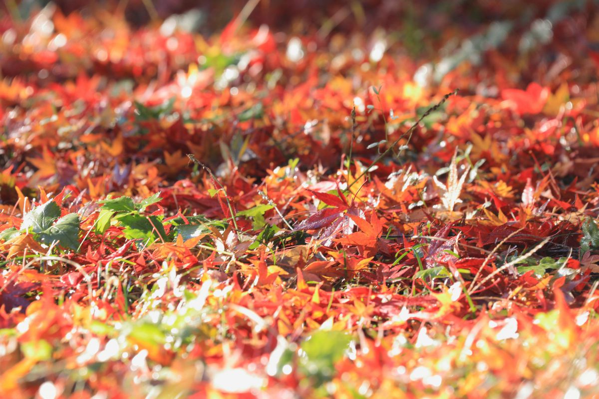 霜が解けて光りだす。 | GANREF