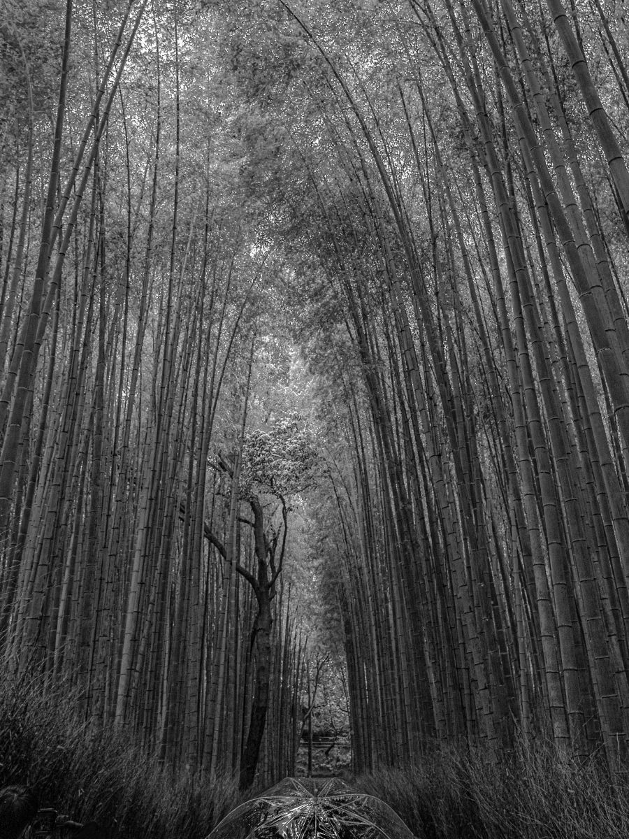 「淡雪煙る夢幻径」 | GANREF