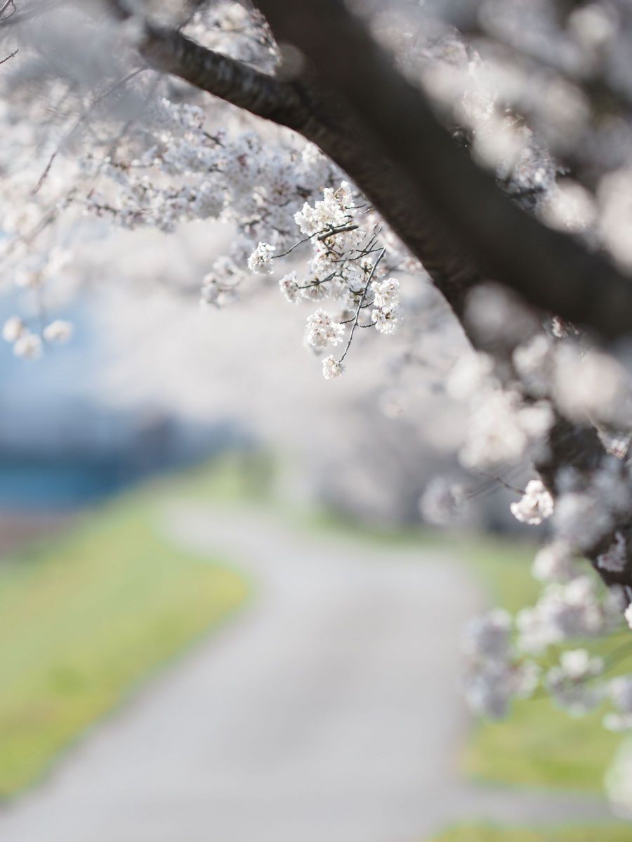 Local Sakuramichi 5 | GANREF