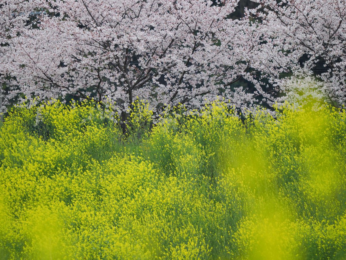 perform together | GANREF