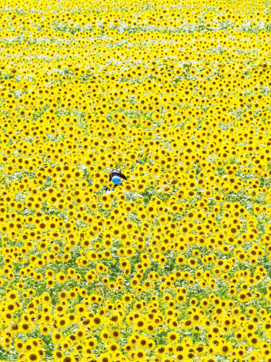 midsummer blessing | GANREF