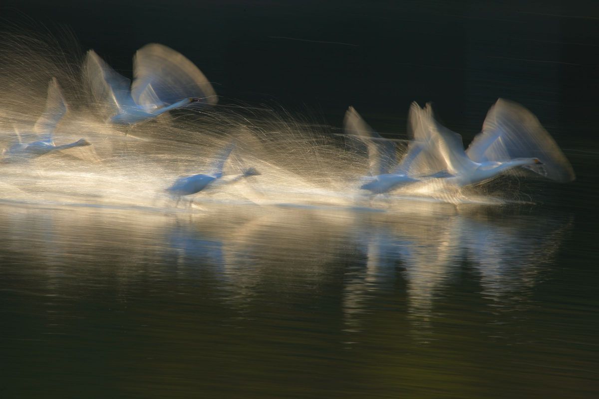 beautiful gliding | GANREF