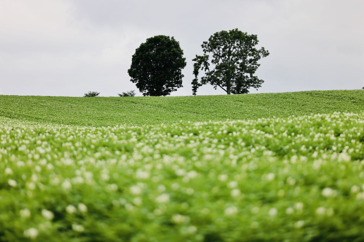 Hokkaidōkankō 2023/7 | GANREF